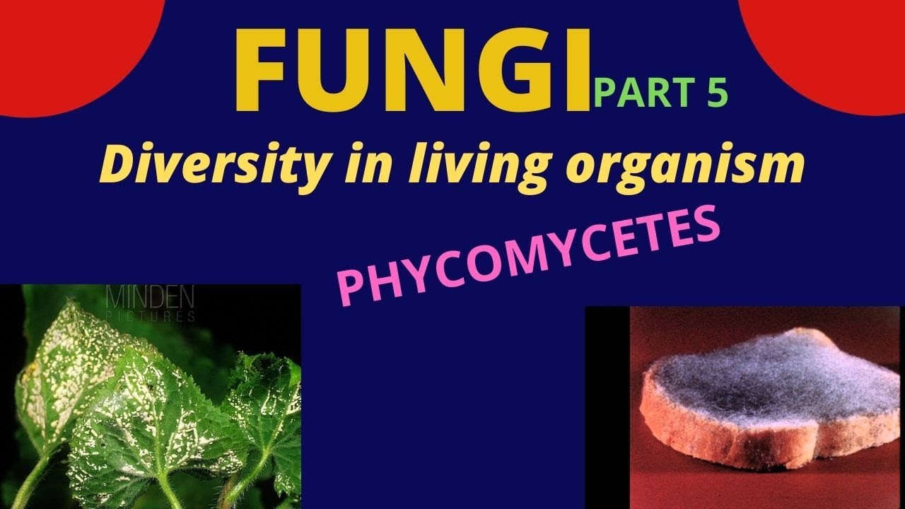 Tricks to learn examples //Class- Phycomycetes // kingdom -fungi ...