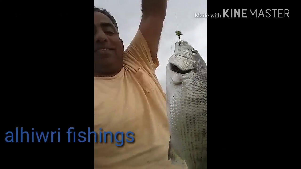 Bahrain sobaity seabream fish - YouTube