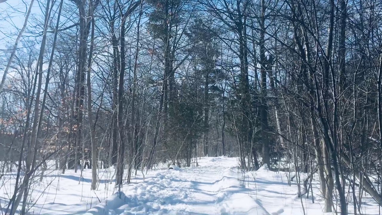 Canadian Birds singing their morning song - YouTube