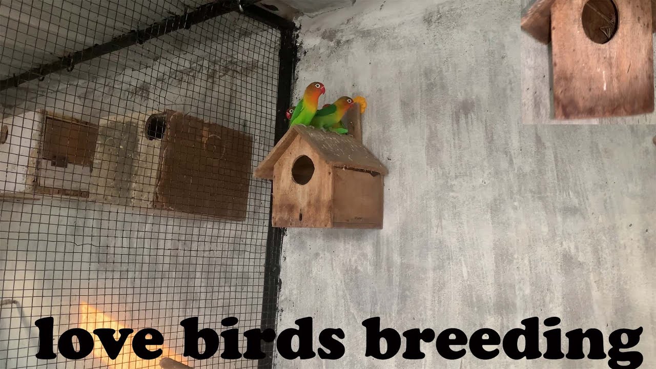 Love Birds Breeding Time || Love Birds Breeding Setup || Love Birds ...