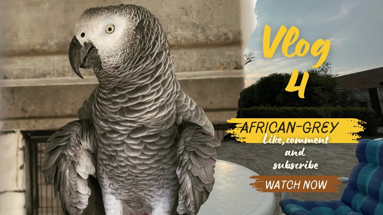 Vlog 4 | African Grey Parrot | Aviary walk around 🫶🏻🦢🦜 - YouTube