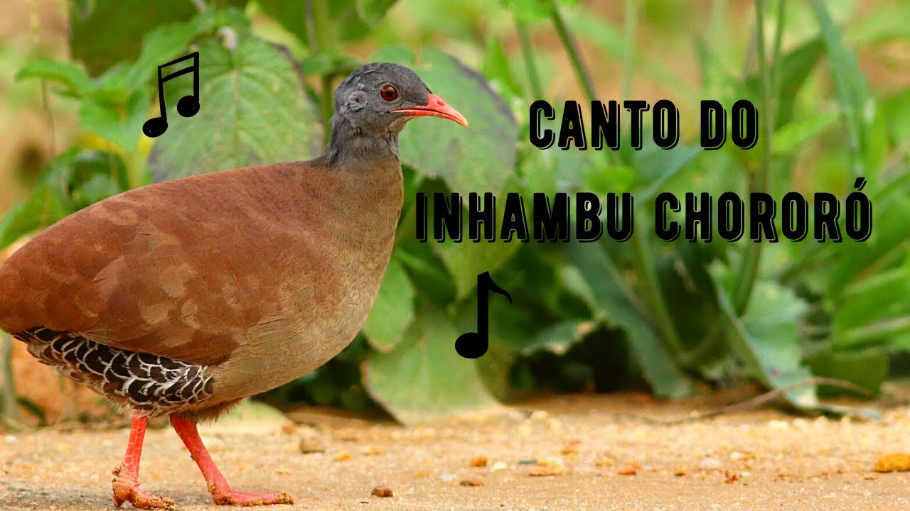 Canto do Inhambu Chororó | Small-billed Tinamou Singing | Crypturellus ...