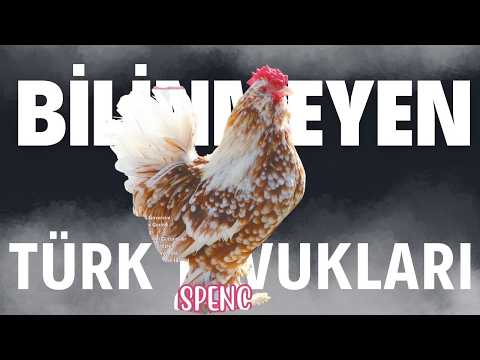 BİLİNMEYEN TÜRK TAVUKLARI / Talha Uğurluel