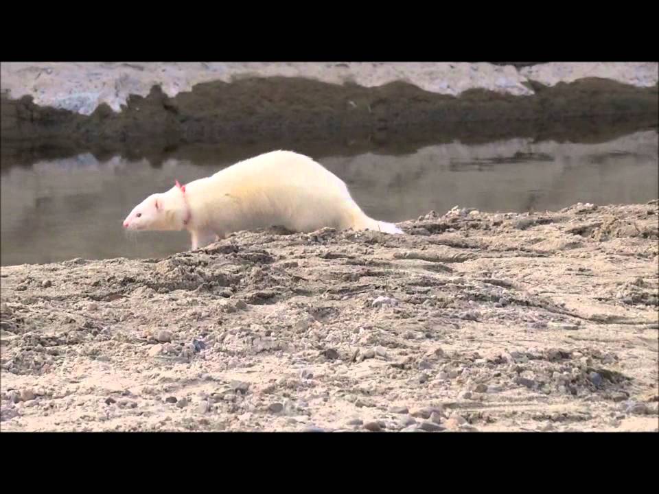 Ferret Freedom Walk（フェレット自由散歩） - YouTube