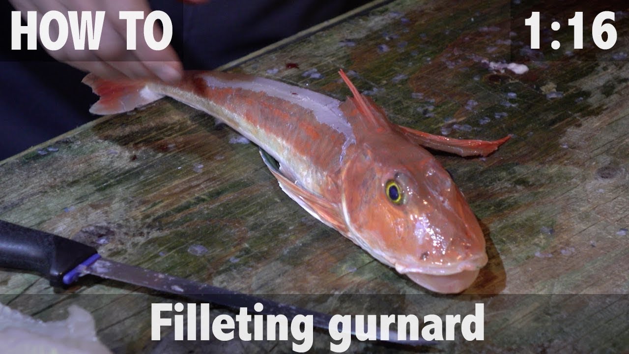 How to Fillet Gurnard - YouTube