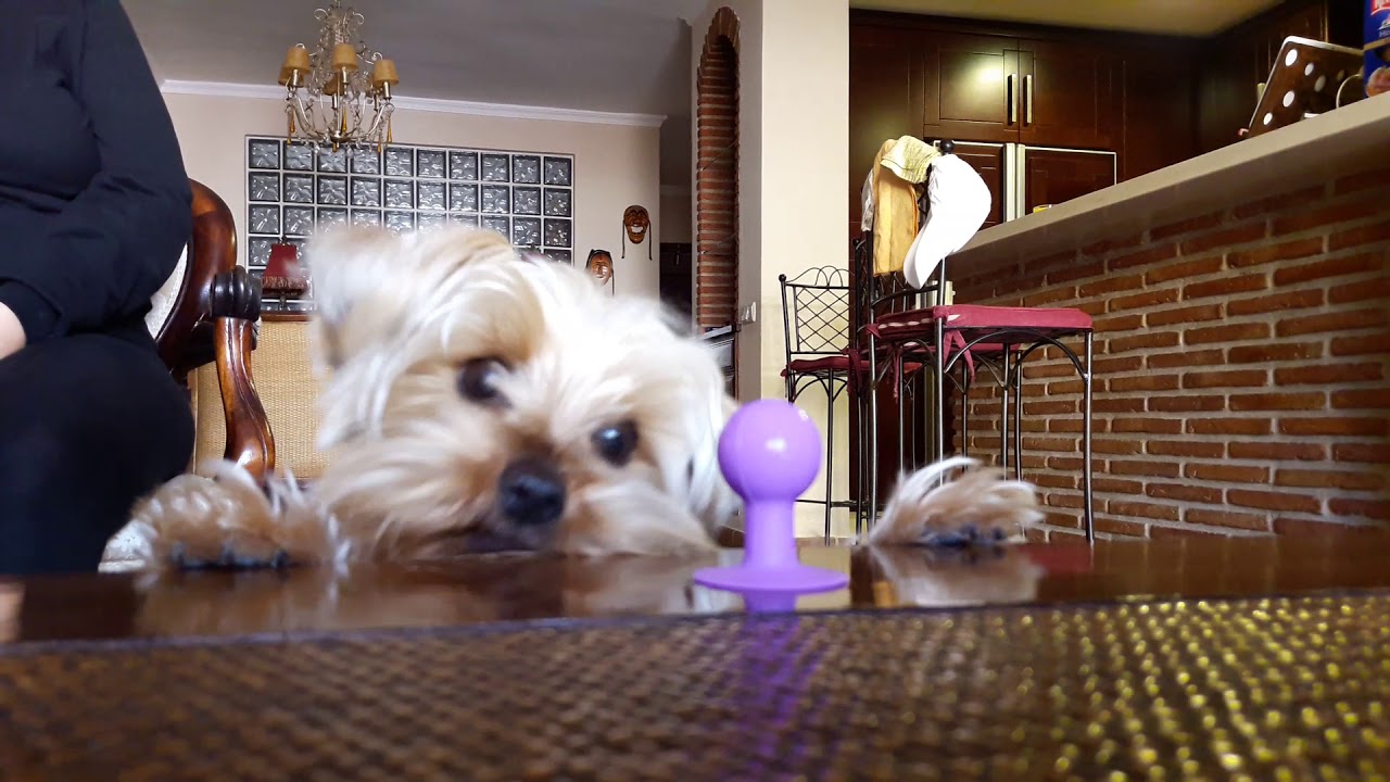 Crazy Yorkshire trying to beat lollipop - YouTube