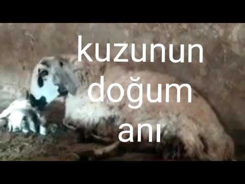 kuzunun doğum anı / koyun doğum videosu / hayata merhaba