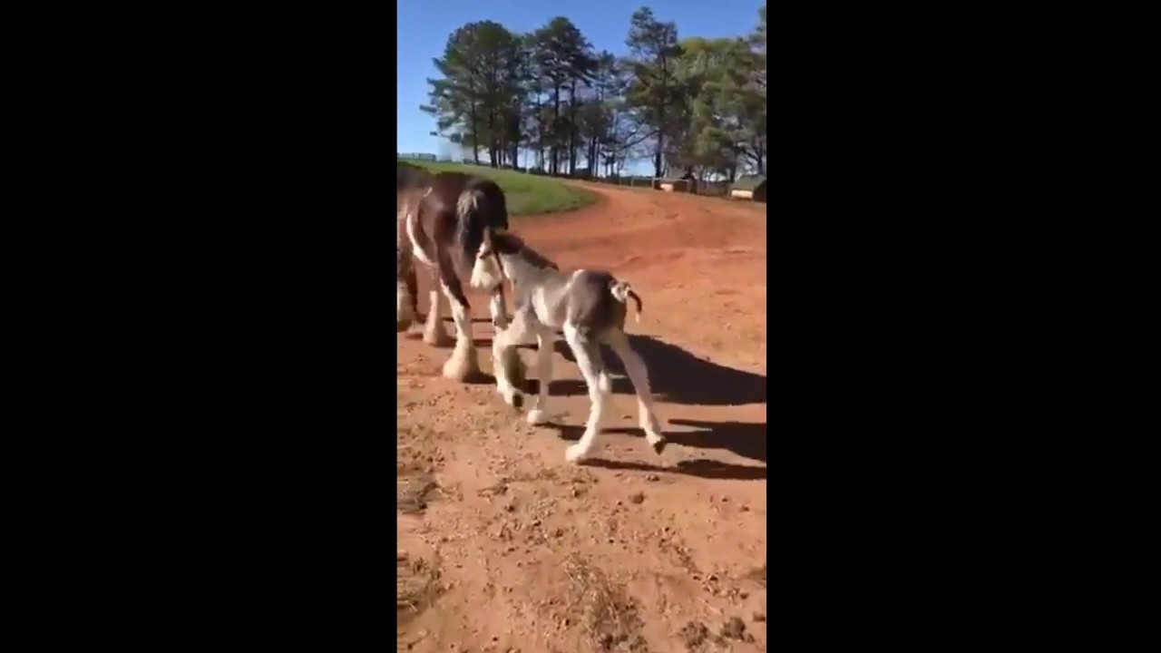 Poor Foal Scared Of Sunlight Because People Want To Protect It In A ...