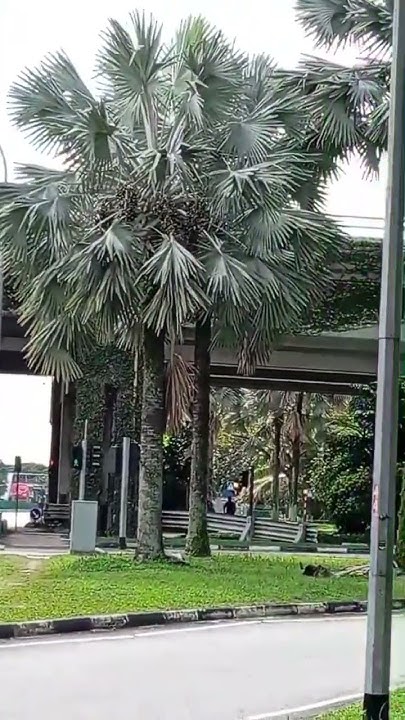 Singapore joo koon Stn#singapore - YouTube