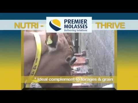 Premier Molasses Nutri-Thrive - YouTube