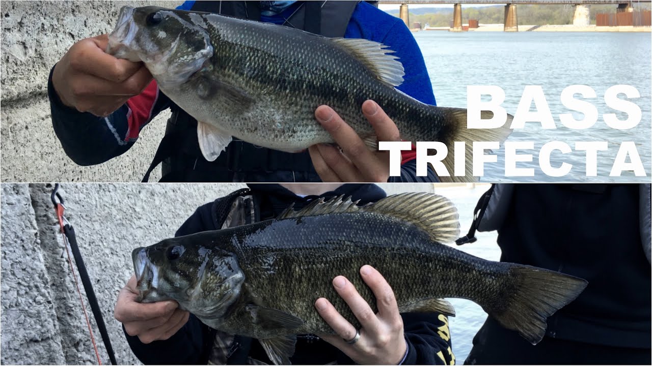 LIVE SHINERS ARE THE ULTIMATE FISHING BAIT!!!!! (I Caught ALL 3 Bass ...