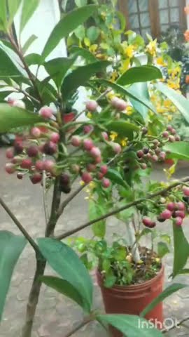 Kilinjaval Sugar Free Fruit🍓 (കിളിഞാവൽ ഷുഗർ ഉള്ളവർക്ക് ധൈര്യമായി ...