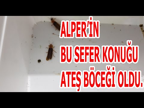 ATEŞ BÖCEĞİ İLE ALPER VE BEN SOHBET ETTİK.