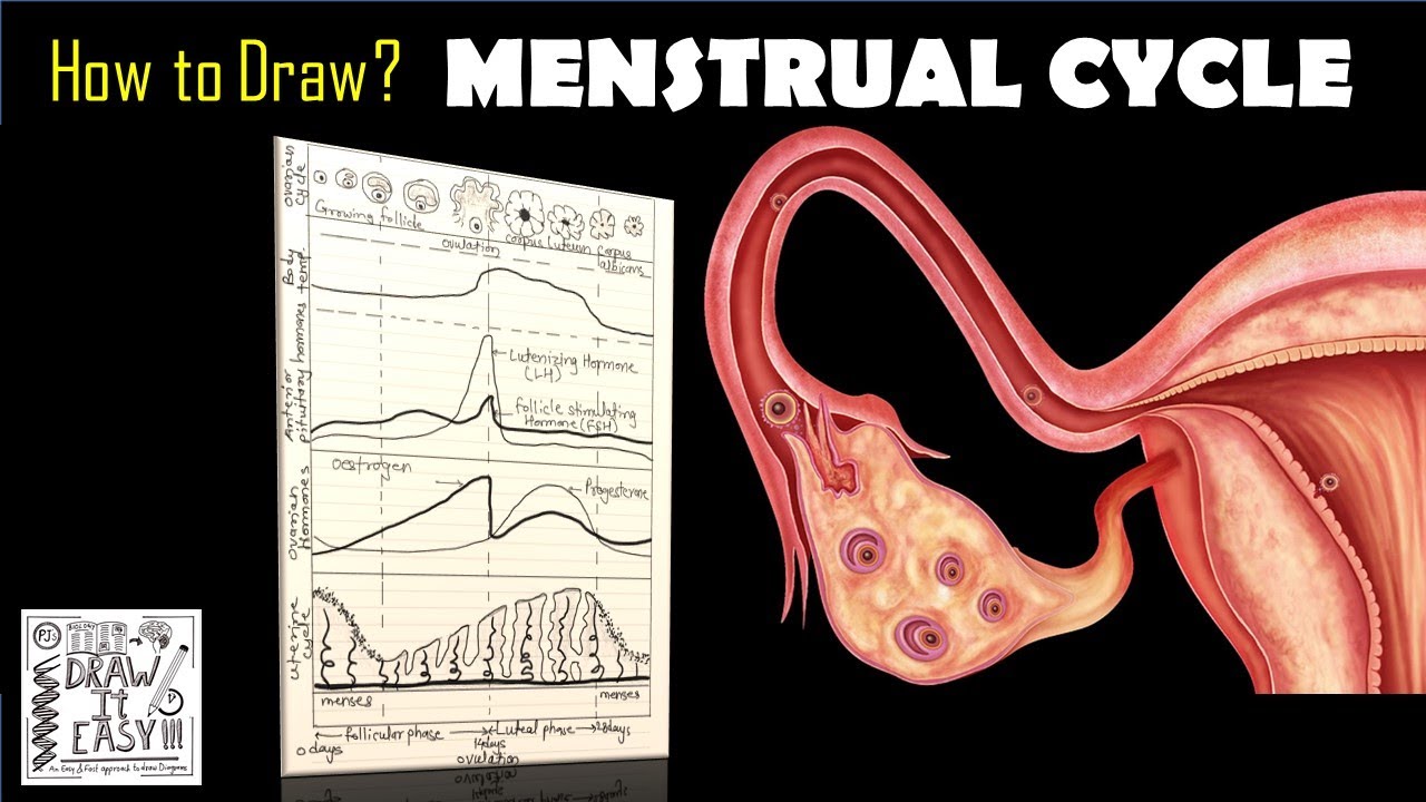 How to Draw Menstrual Cycle | Class 12 | Human Reproduction | Biology ...