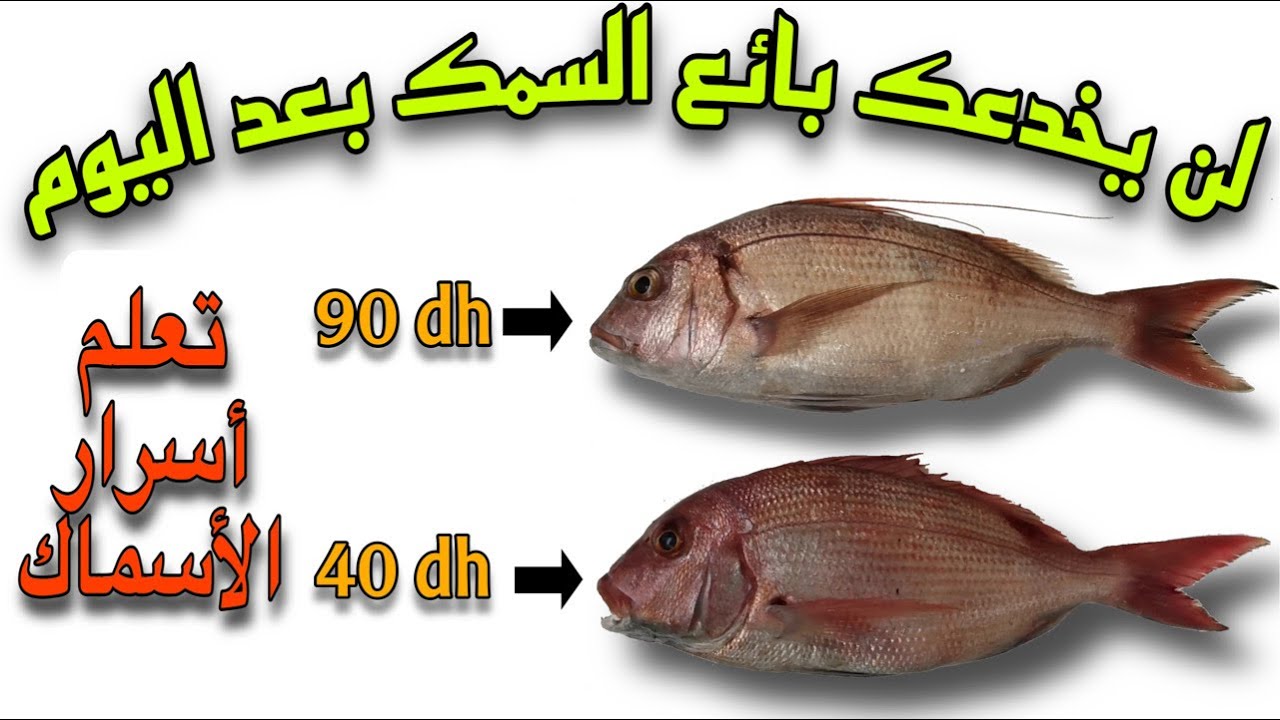 الفرق بين سمكة شامة و فوشامة الشبيهة بها : La différence entre poisson ...