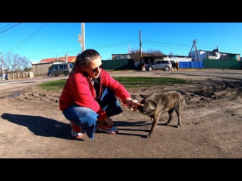 Stray dog Touch me with her Nose to Say Thank you for Help - YouTube