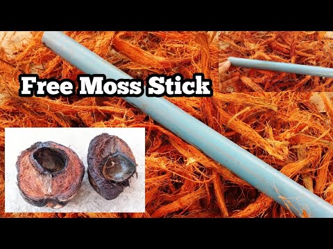 DIY Moss Stick | diy coir stick - YouTube