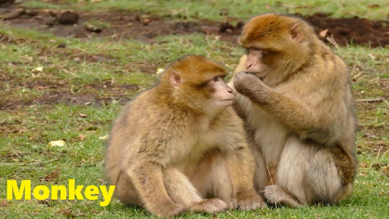 MONKEY VIDEO - ANIMALS FOR KIDS TO WATCH - YouTube