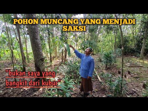 Pohon Muncang Ini Yang Menjadi Saksi Bahwa Yang Bangkit Dari Kubur Itu ...