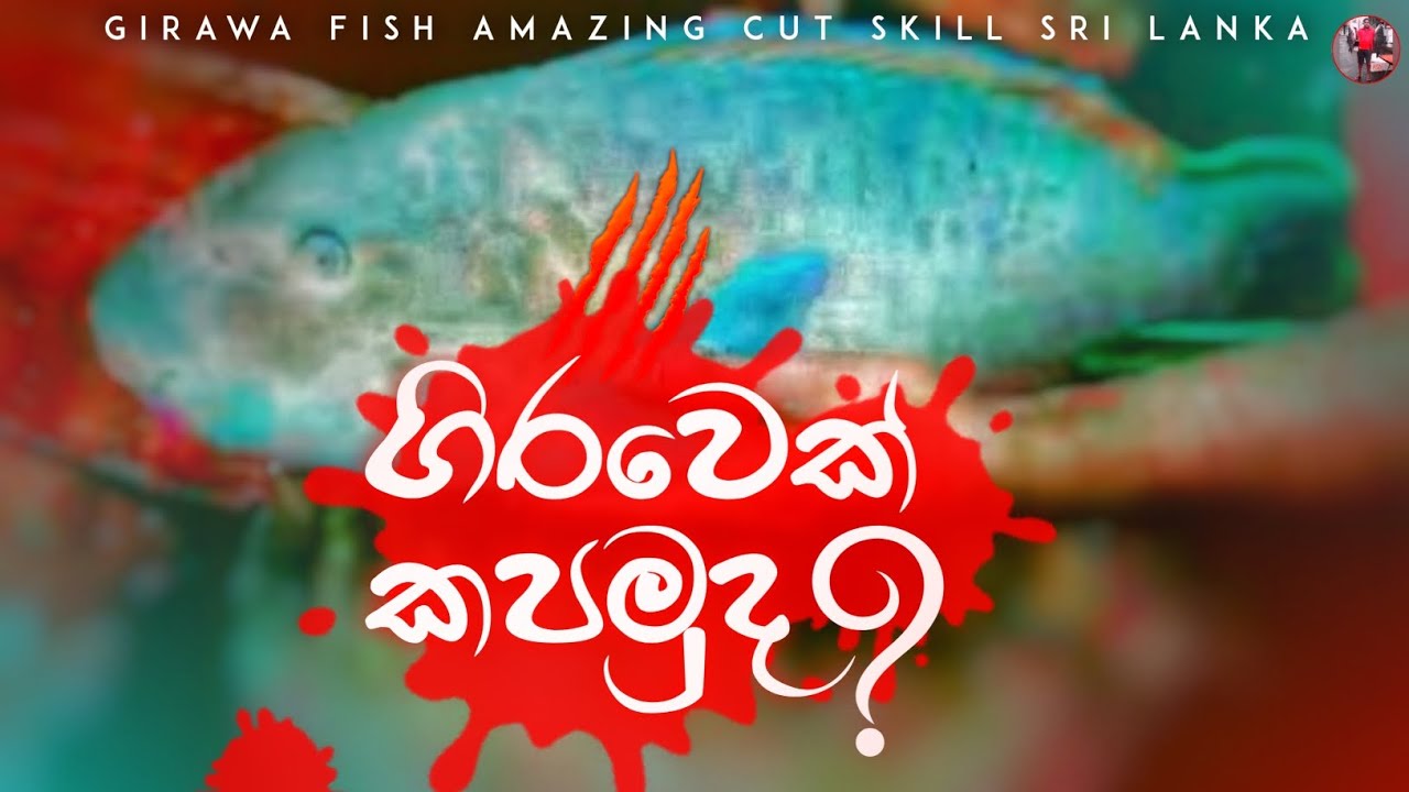 ගිරවෙක් කපමුද...? || Girawa Fish Fasted Cutting Skill || Fasted Fish ...