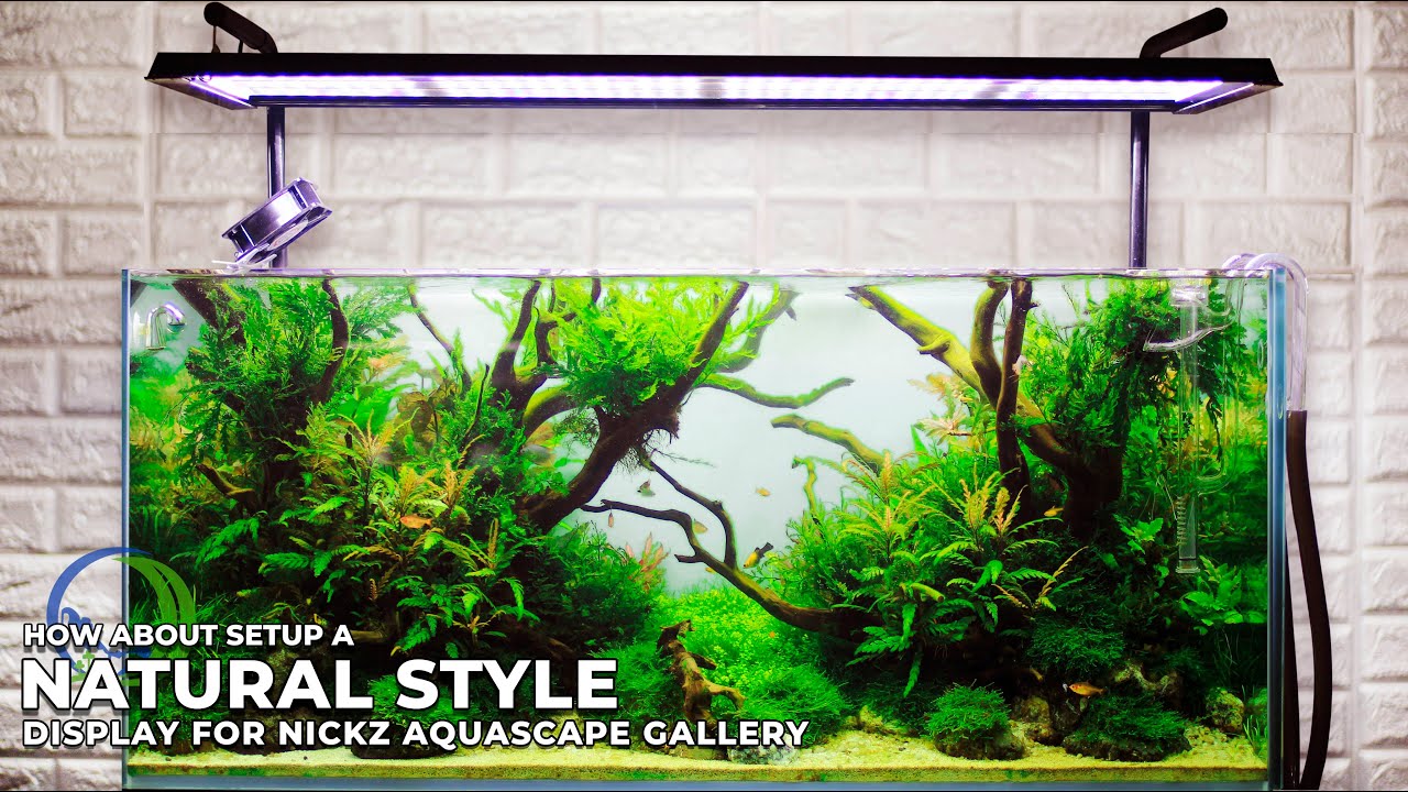 BACK TO BASIC - NATURAL STYLE AQUASCAPE - YouTube