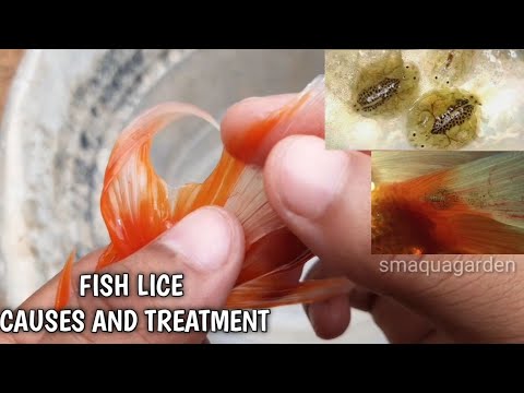Fish lice treatement | in tamil - YouTube