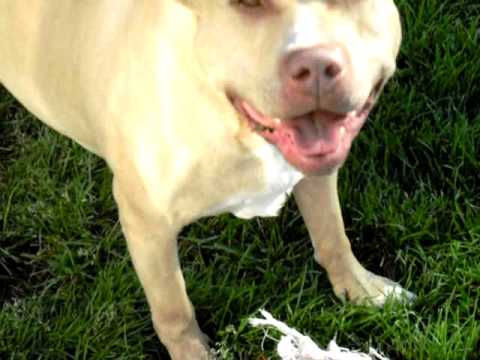 Midwest Pit Bull vs. Chow Chow - YouTube