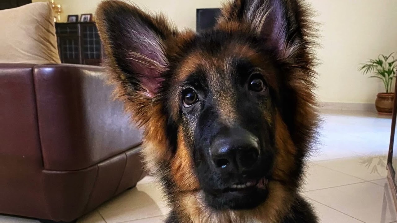 From Micro to Max | German Shepherd growth from 38 days to 18 months ...