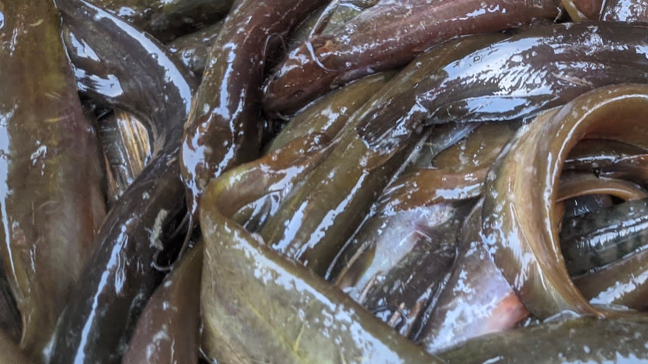 100% অরজিনাল দেশীয় জিওল মাছ। Ariyan biler shing mach - YouTube