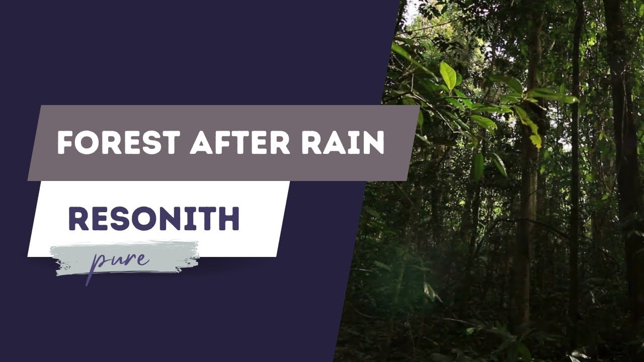 Forest After Rainfall with Distant Animal Calls | Relaxing Nature with ...