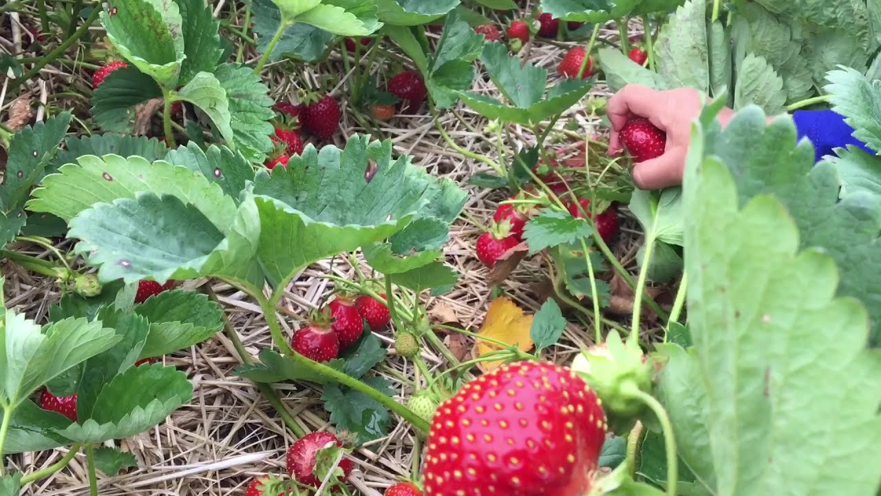 Strawberry picking | organic fruit picking |stawberry plants |how to ...
