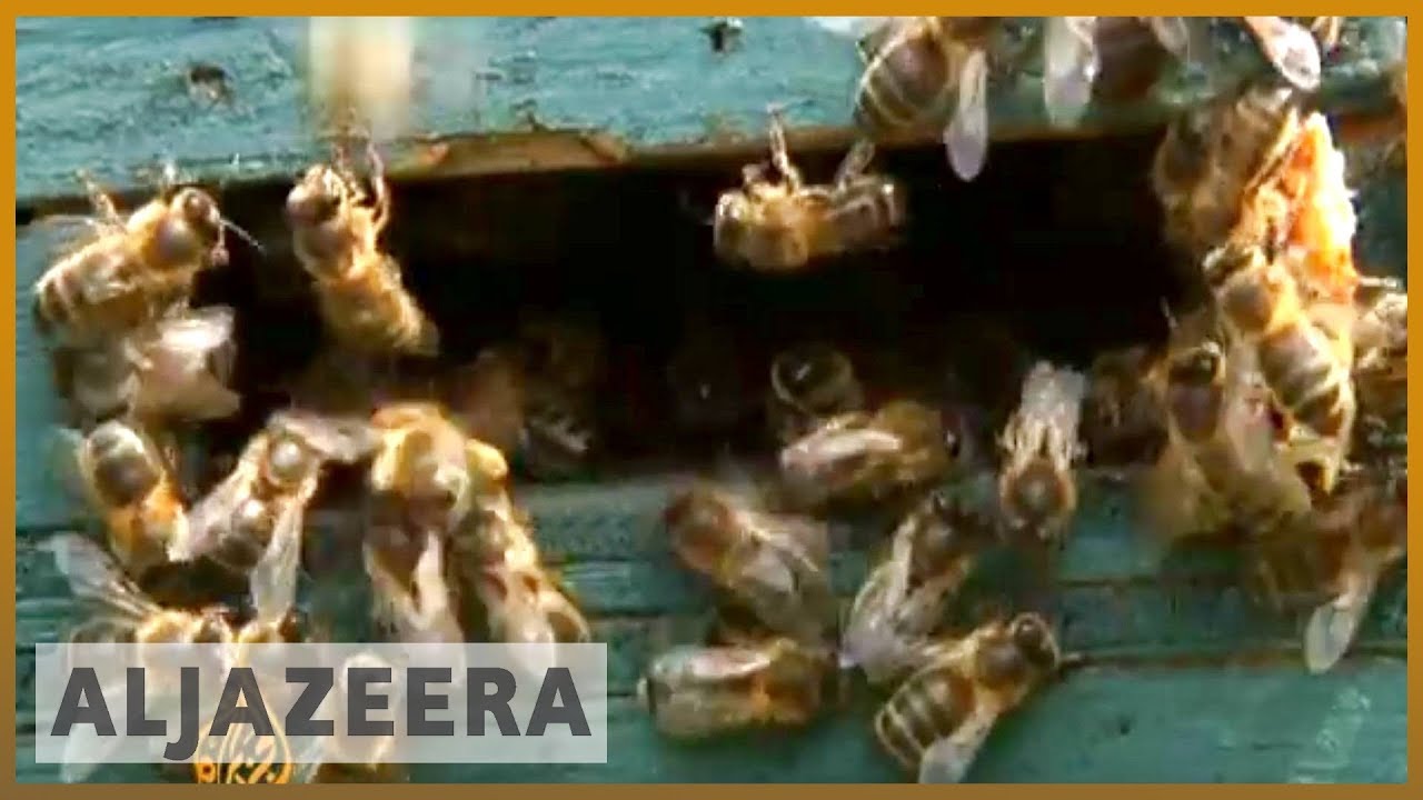 🐝 Pesticides blamed for mass bee deaths in Bosnia - YouTube
