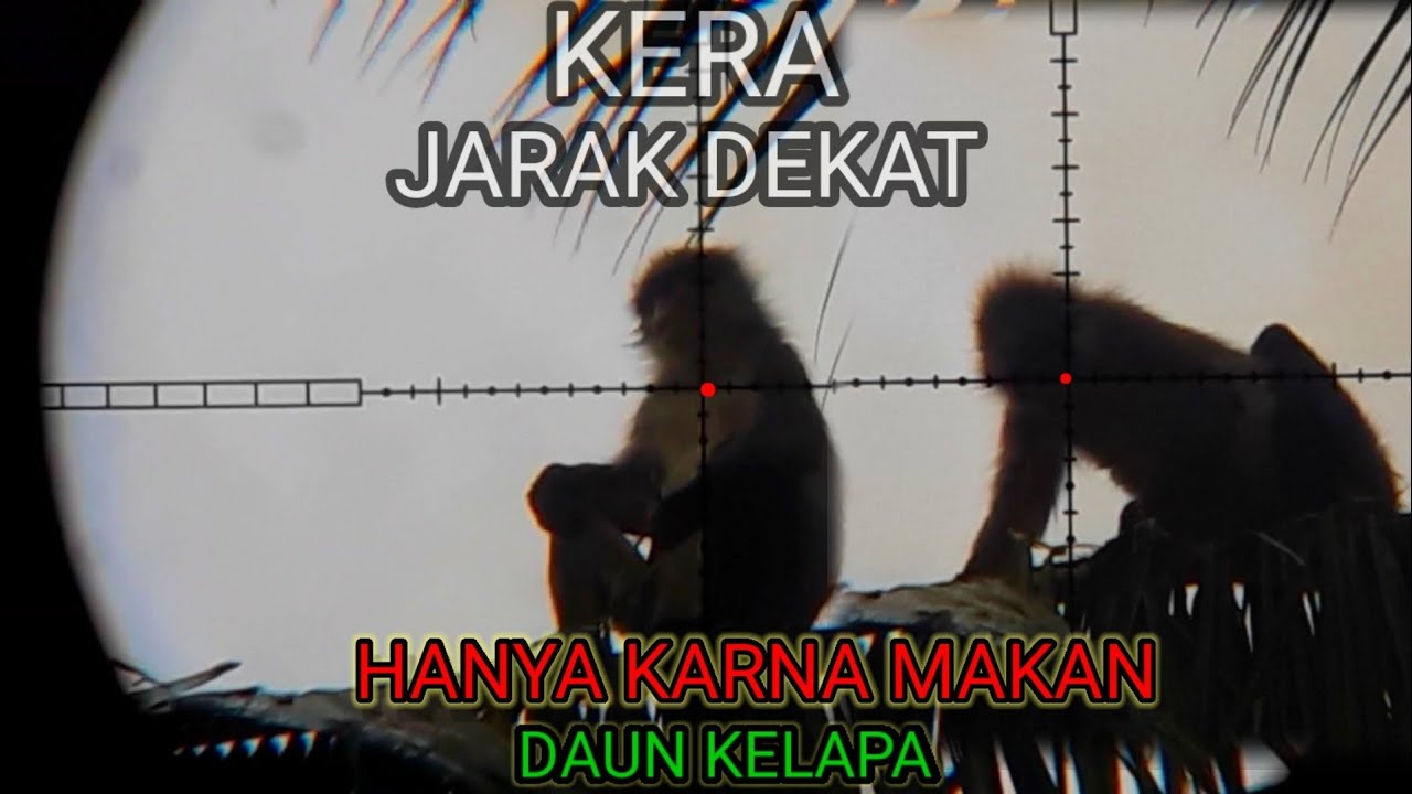 monkey hunting - YouTube