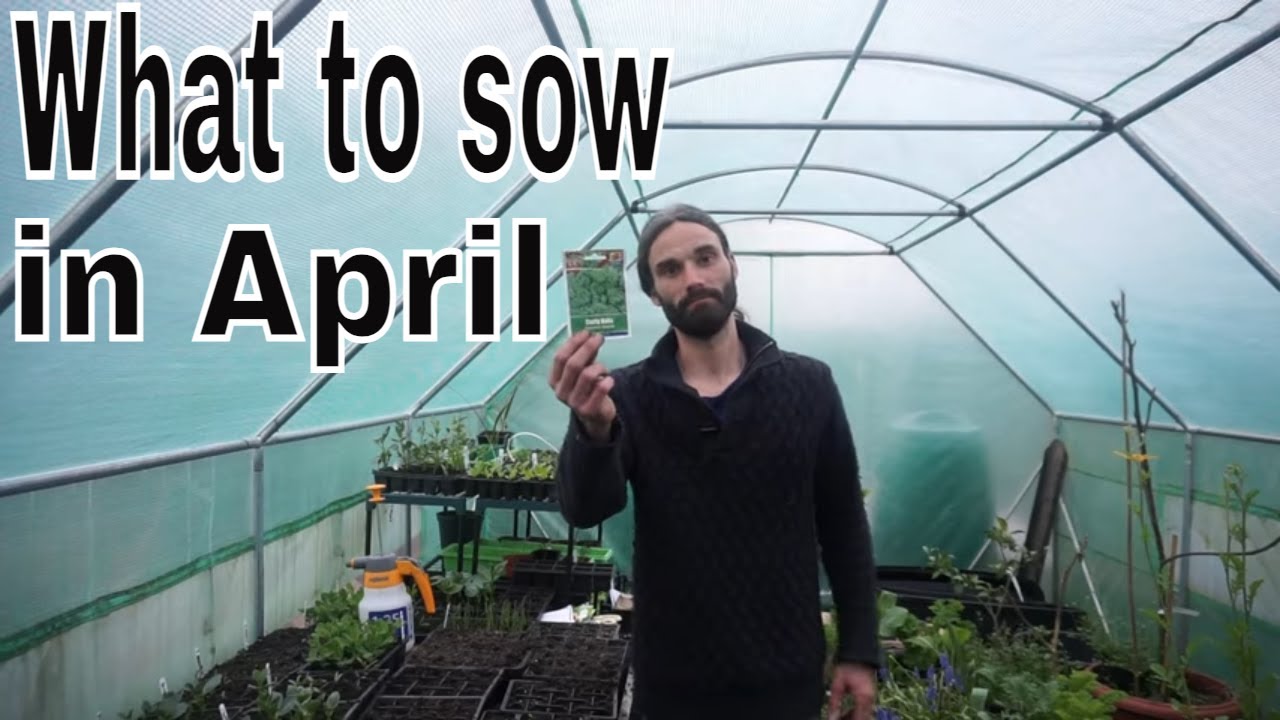 What to sow in April | What can I grow in April? | What to plant in ...