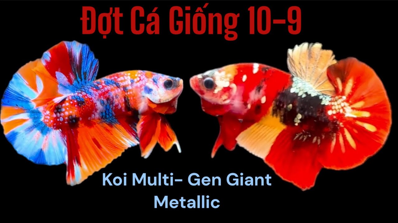 Đợt Cá Giống Mới Tuyển Đẹp Nhiều Dòng Vip - Metallic, Marble, Gen Giant ...