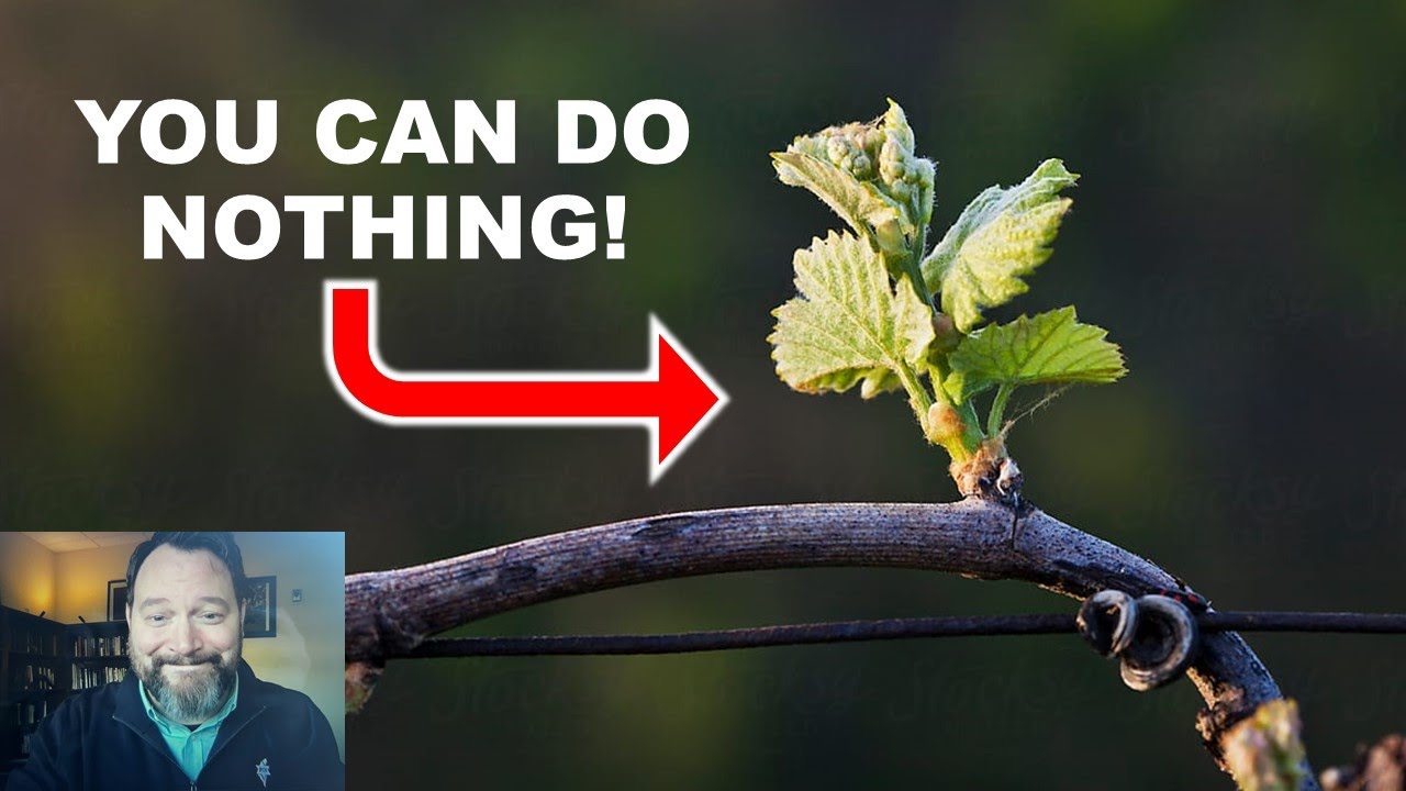 Branches & Productivity - YouTube