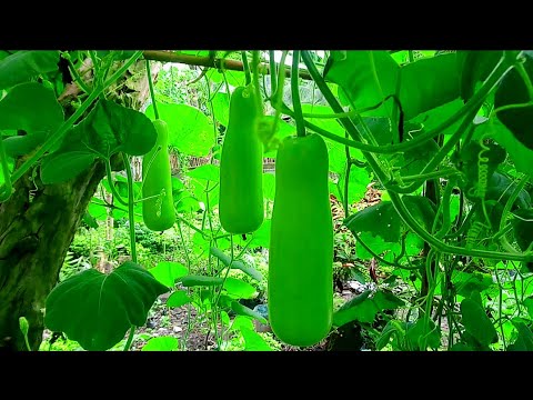 Easy Way of Growing Upo (Bottle Guard) at Home - YouTube