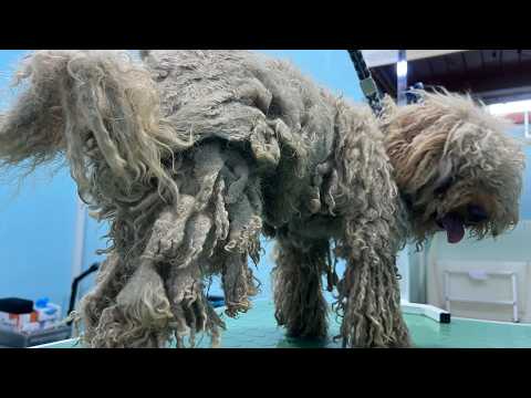 This Dog Didn't Deserve This...