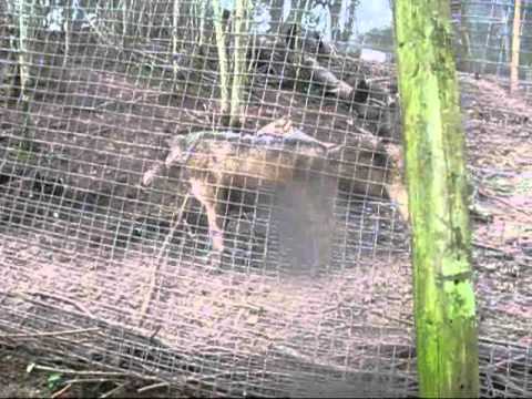 Shaun Ellis and his wolves - YouTube