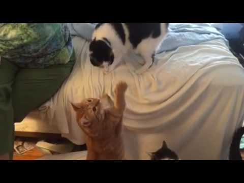 Cats knocking stuff over - YouTube