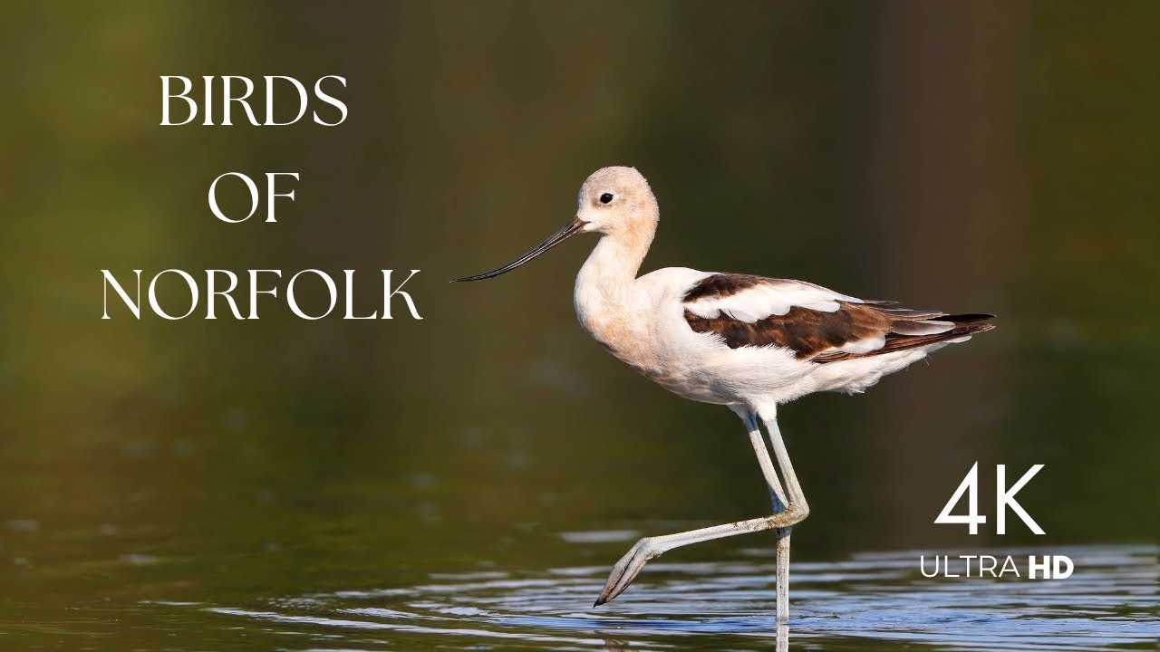 Birds of Norfolk 4K - YouTube