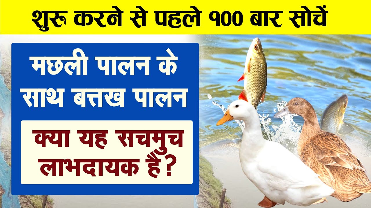 Fish Farming के साथ बत्तख पालन - Fish and Duck farming methods-Batak ...
