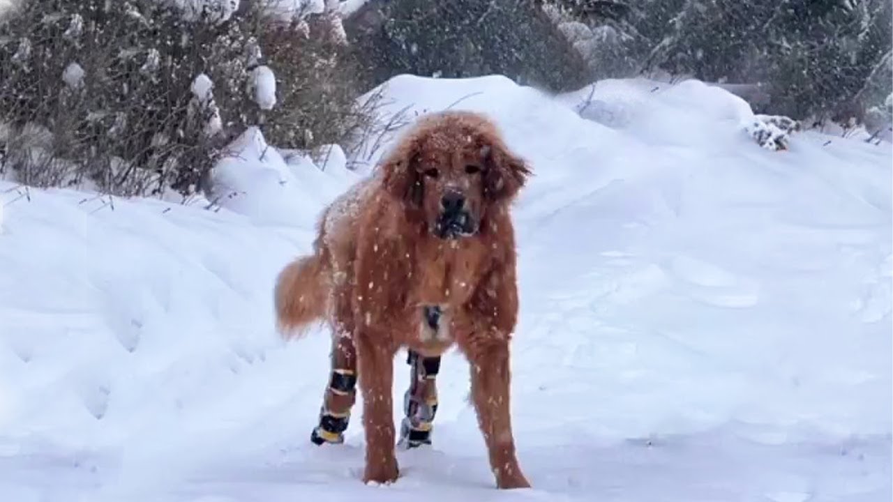 Heartbreaking disabled dog rejected by owner and the sad truth behind ...