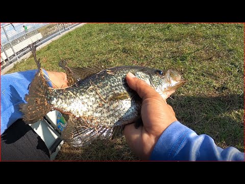 CRAPPIES & SHELLCRACKERS | Lake Placid, FL - YouTube