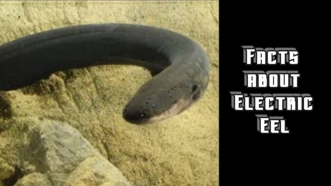 Facts about Electric Eel - YouTube