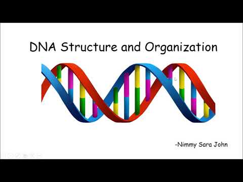 DNA Structure and organization - YouTube
