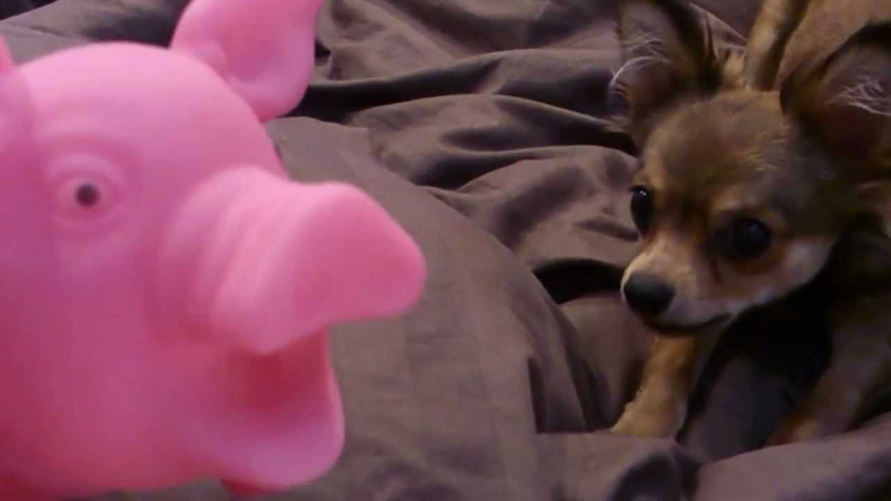 Chihuahua The Warrior part I - YouTube