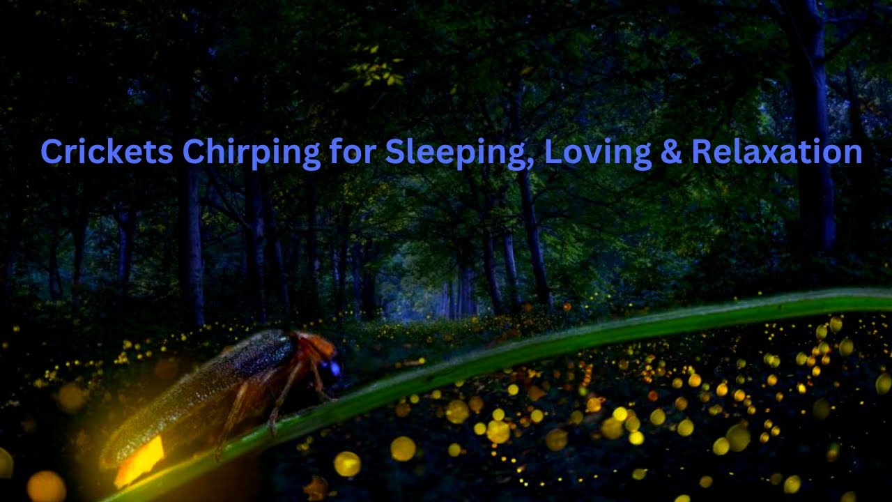 Cricket sound at night- cricket sounds, swamp ambience, crickets ...