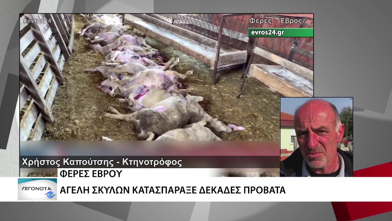Αγέλη σκύλων κατασπάραξε δεκάδες πρόβατα στην περιοχή των Φερών - YouTube