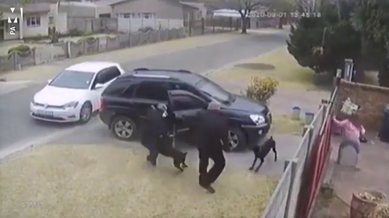 Dog Saves Owner During Armed Robbery In South Africa! Video - YouTube